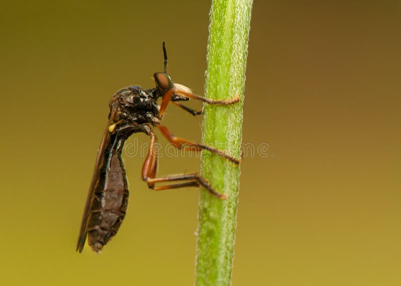 Fly stock image. Image of wing, wildlife, small, macrophotography ...