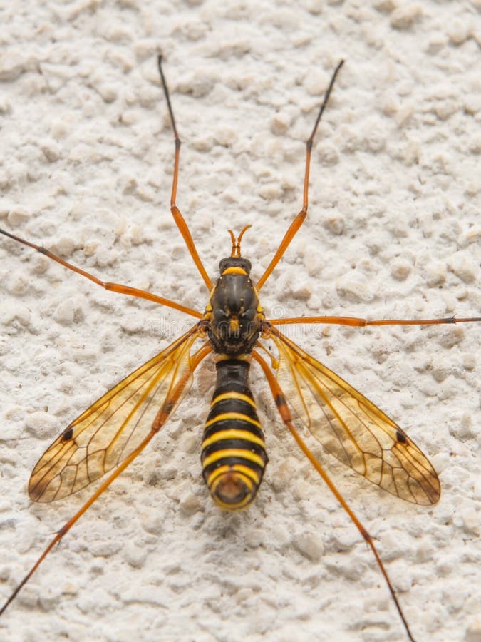 Fly stock photo. Image of legs, lungs, five, insect, yellow - 55764848