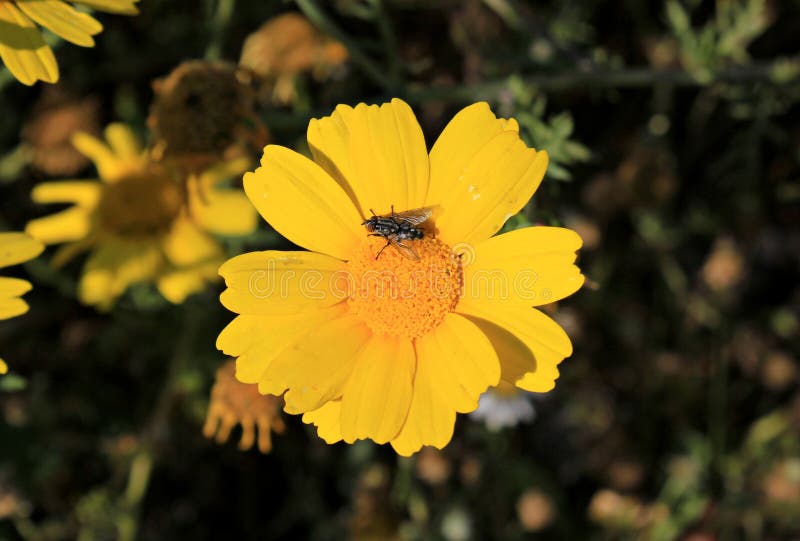 A Fly on Yellow Daisy Flower Stock Image - Image of white, macro: 149294175