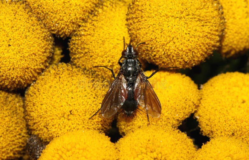 Fly on yellow flower stock photo. Image of insect, pollen - 11325882