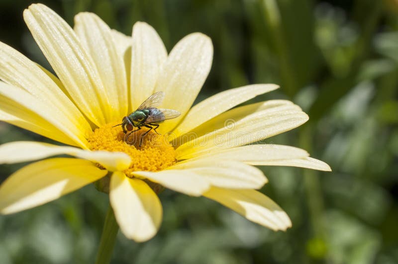 Fly in Yellow Flower stock image. Image of floral, light - 26744819