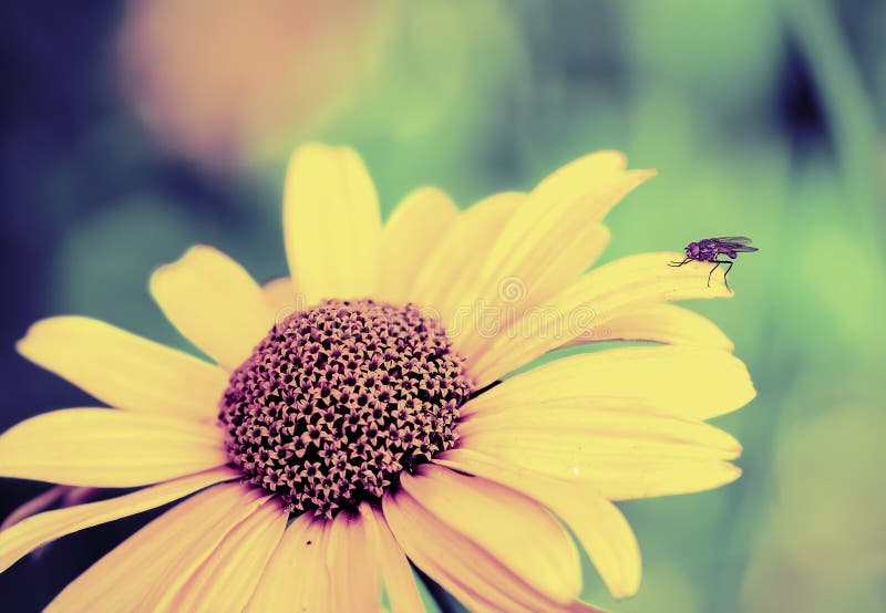 Fly on a yellow flower stock photo. Image of light, sunflower - 78886850