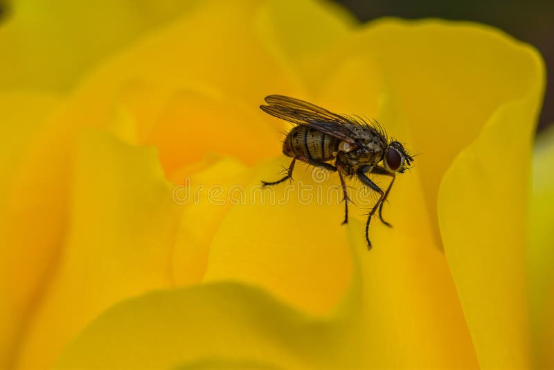 Fly on Yellow Rose Flower stock image. Image of resting - 95935653