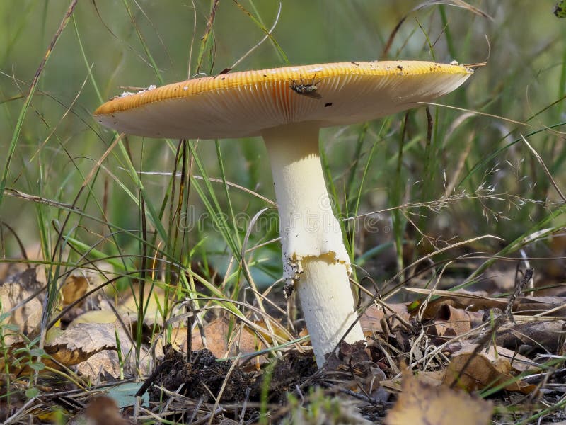 Fly Sits on the Yellow Toadstool Amanita Gemmata Stock Image - Image of ...