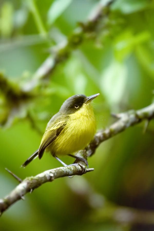 Flycatcher stock image. Image of nature, profile, wildlife - 15375763