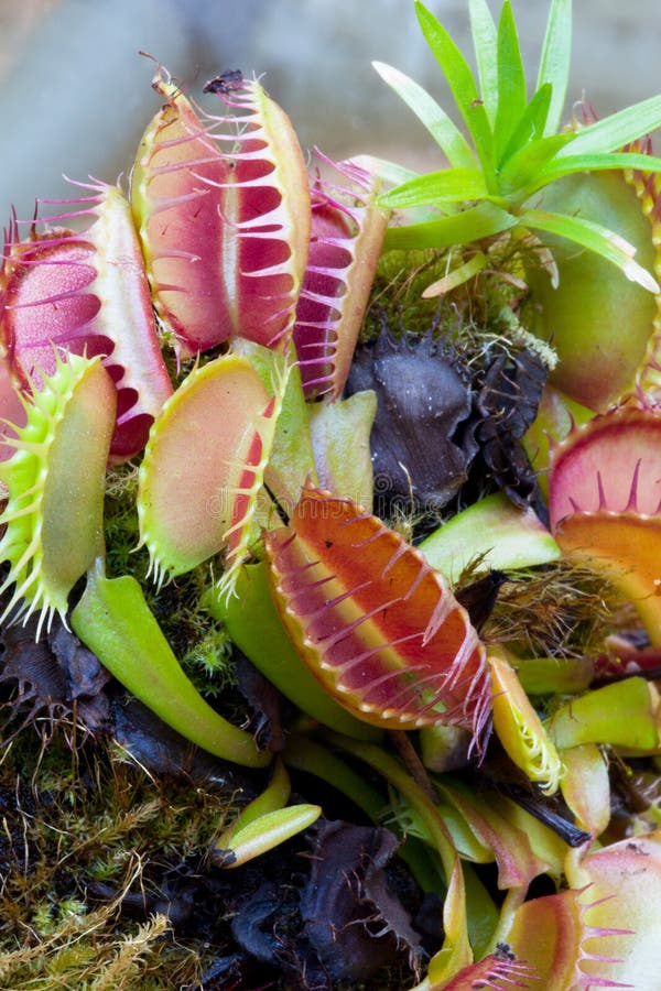 Flycatcher stock image. Image of plant, american, insectivorous - 26189737