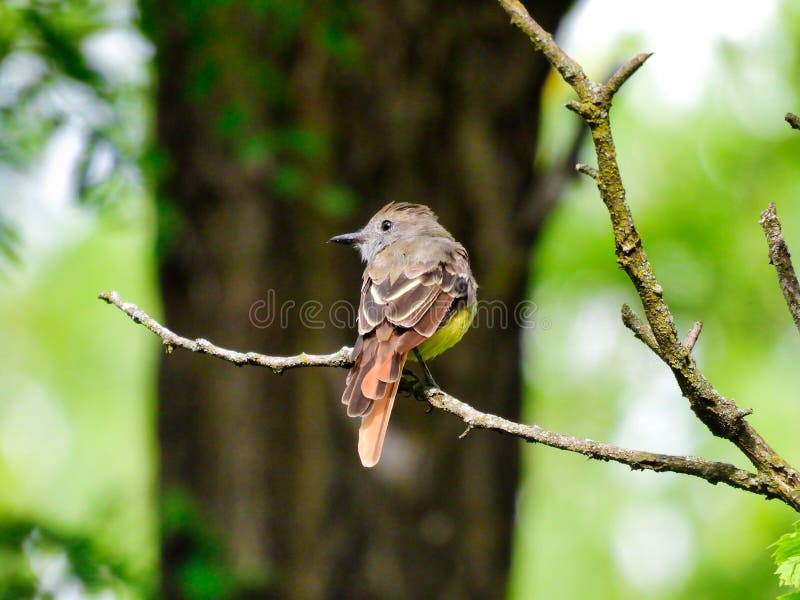 499 Bird Looking Over Shoulder Photos - Free & Royalty-Free Stock ...
