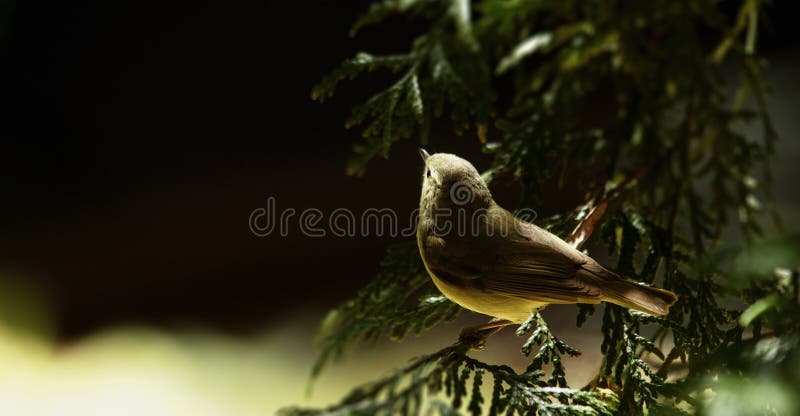 Flycatcher stock image. Image of summer, eating, season - 64202043