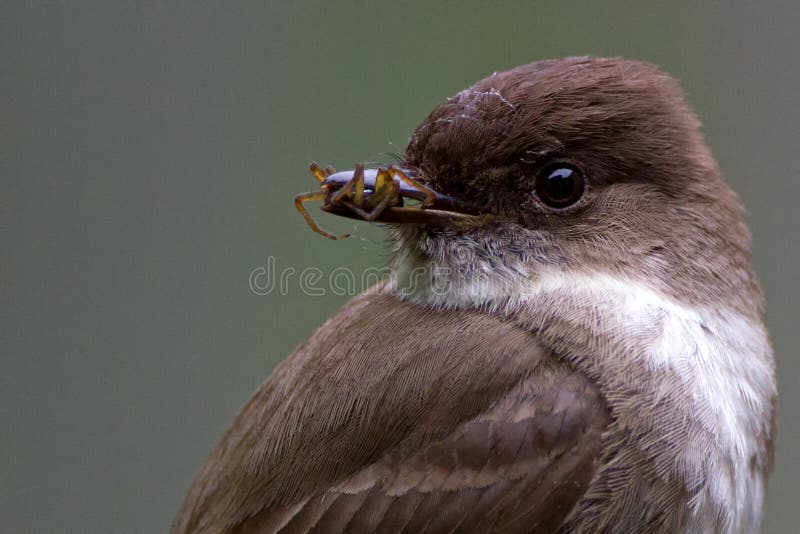 Flycatcher spider and web stock photo. Image of animal - 71903332