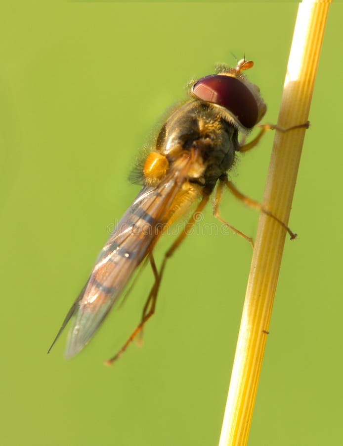 Flycatchers, Double Wing Diptera Stock Photo - Image of insect, brown ...