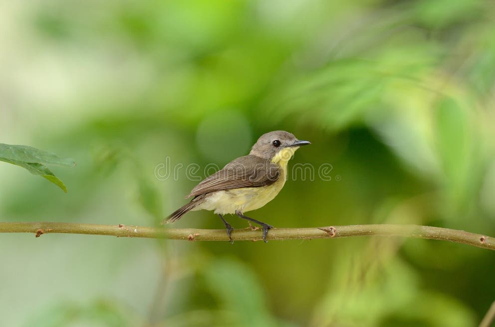 Flyeater bird stock image. Image of thailand, tropical - 21319725
