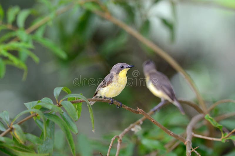Flyeater bird stock photo. Image of birder, nature, wings - 21319908