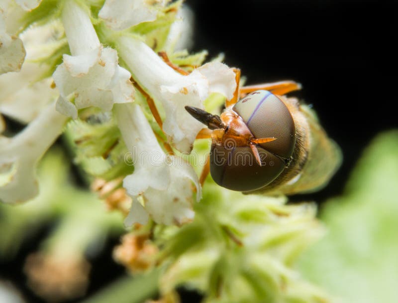 Flyes / fruit fly stock image. Image of animal, fruitfly - 59819437