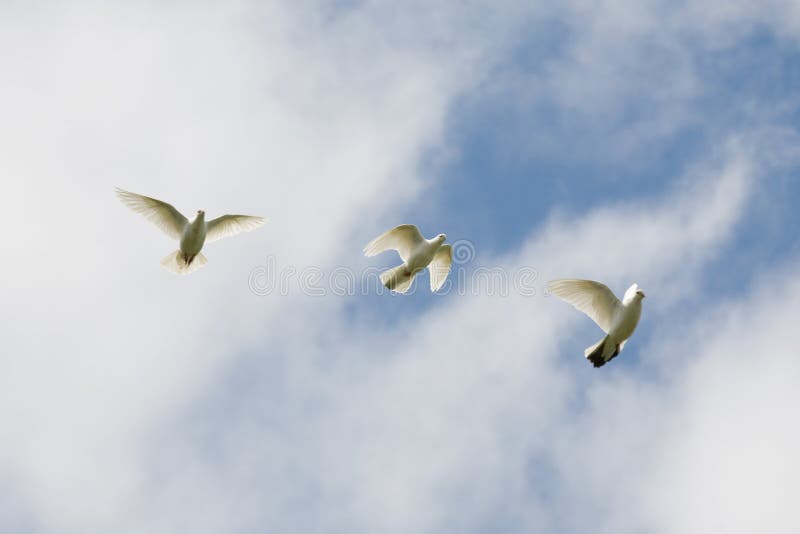 Flying Picture. Image: 10085869