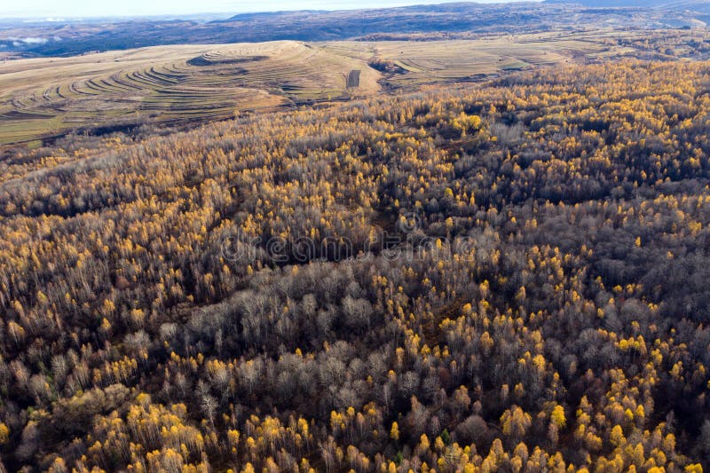 Flying Above of Canopy of Birch Tree Forest. Aerial View Stock Photo ...