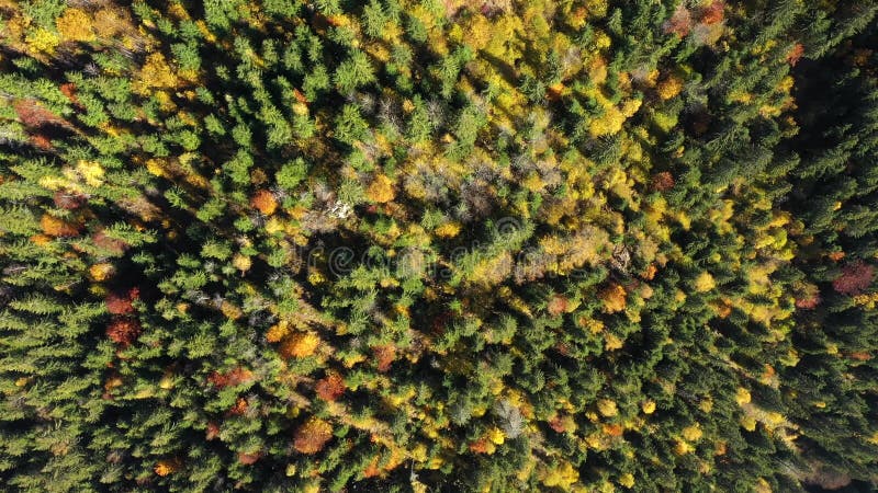 Flying Above the Canopy of Virgin Pine Tree Forest, Romania Stock ...