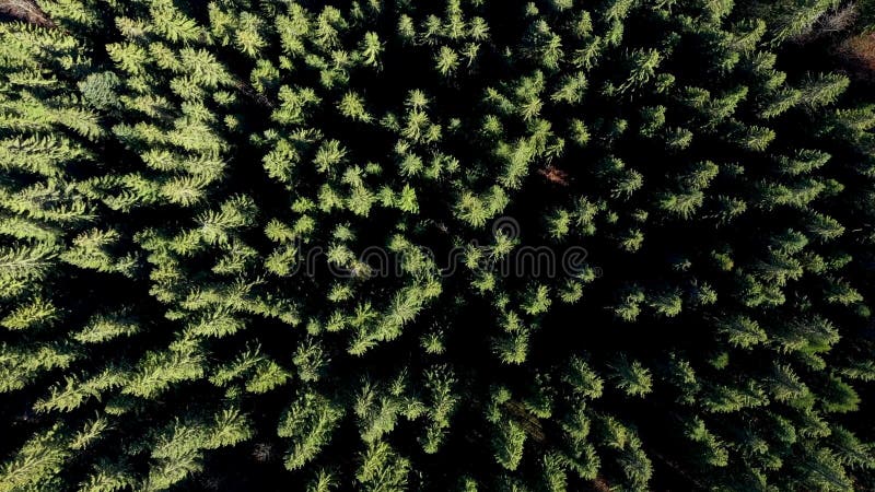 Flying Above an Evergreen Forest. Aerial Slow Motion View Stock Footage ...