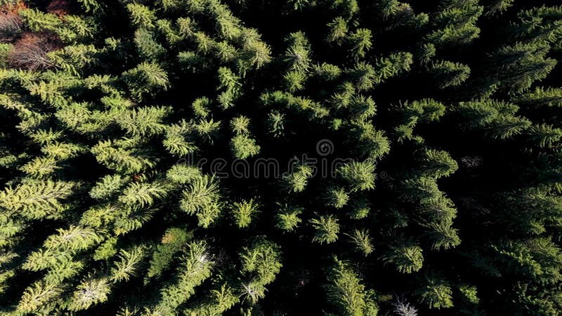 Flying Above an Evergreen Forest. Aerial Slow Motion View Stock Video ...