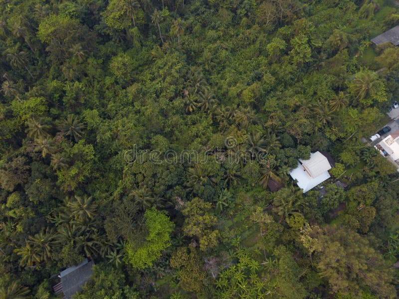 Flying Above Forest with Houses, Top View of Lush Trees Stock Photo ...