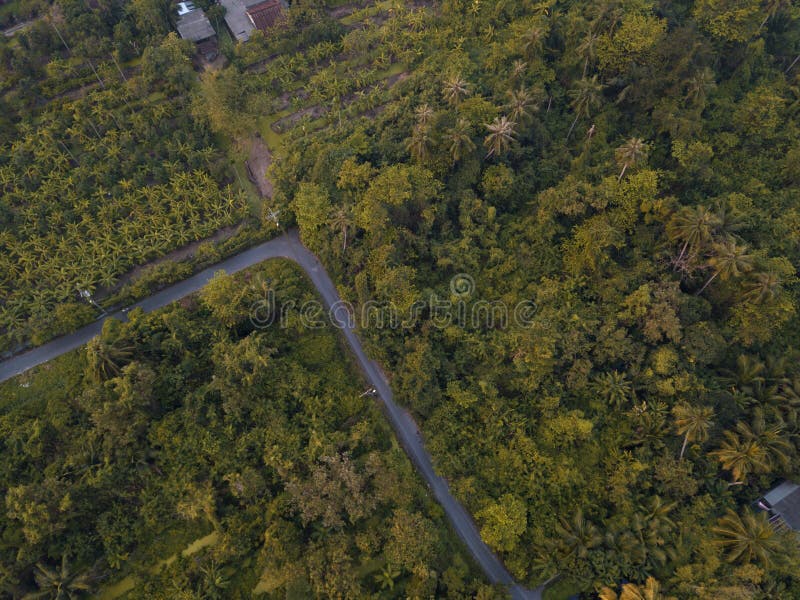 Flying Above Forest with Houses, Top View of Lush Trees Stock Photo ...