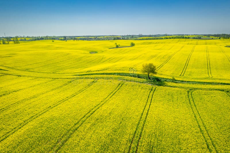 Flying Above Green and Yellow Fields in the Spring Stock Image - Image ...