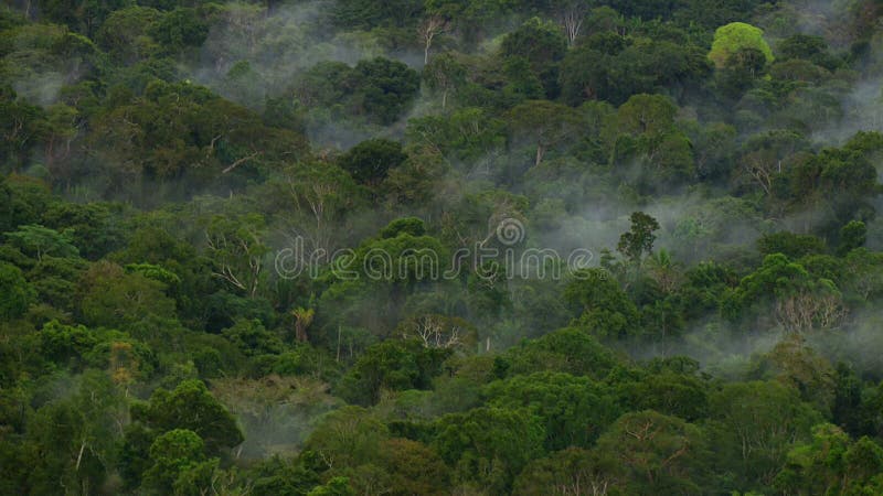 Jungle with Clouds and Mist-0003 Stock Footage - Video of scenic, green ...