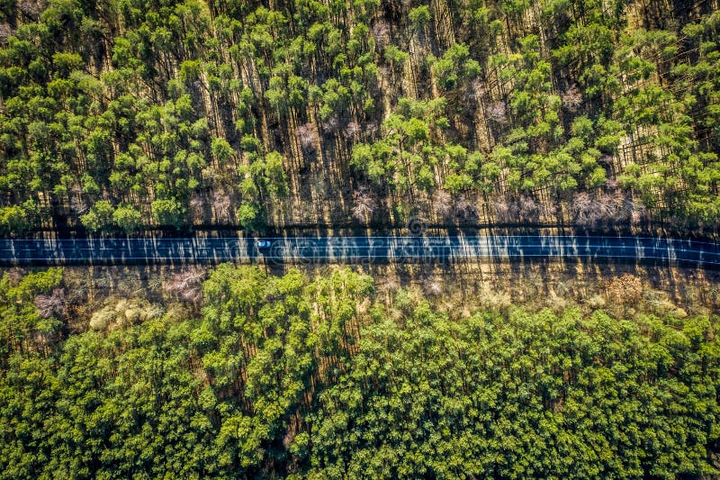 Flying Above Wonderful Forest with Multicolored Trees in Europe Stock ...