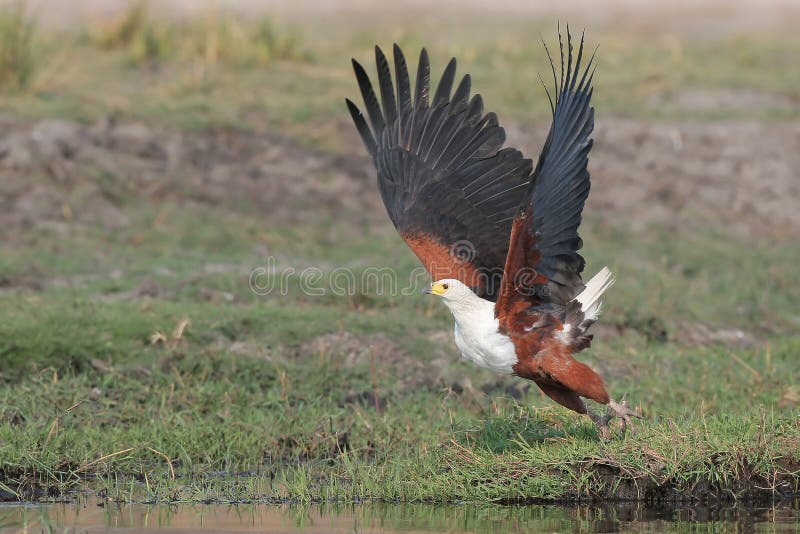 Flying African Fish Eagle with Fish Stock Image - Image of africa ...