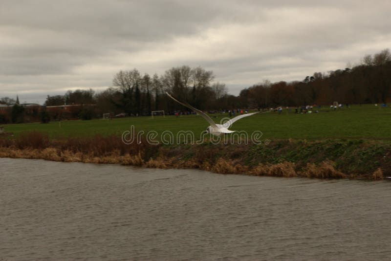 Flying through the Air and Soaring on the Wind Stock Photo - Image of ...