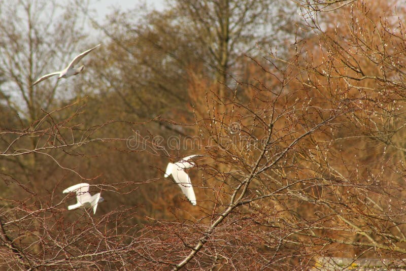 Flying through the Air and Soaring on the Wind Stock Photo - Image of ...