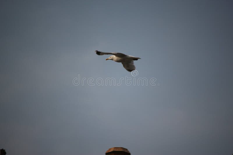 Flying through the Air and Soaring on the Wind Stock Photo - Image of ...