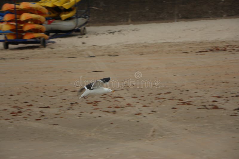 Flying through the Air and Soaring on the Wind Stock Photo - Image of ...