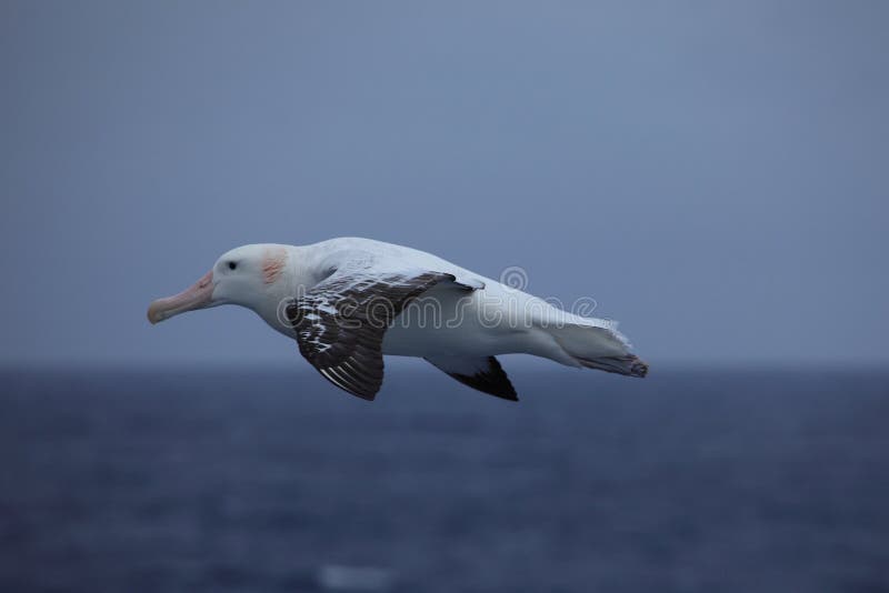 Flying Albatros Bird stock image. Image of birds, albatross - 139487773