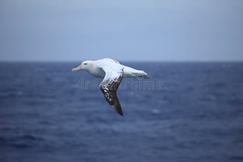 Flying Albatros Bird stock image. Image of beautiful - 139487859