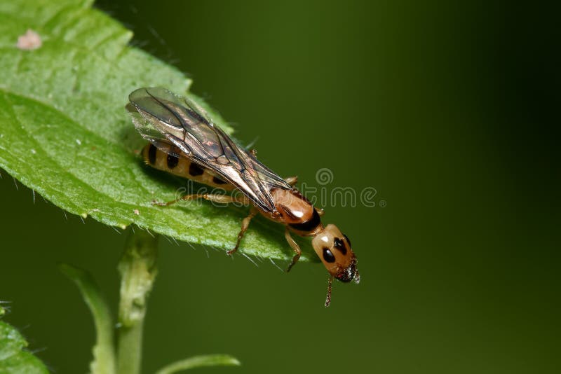 Flying Ant Picture. Image: 7911546