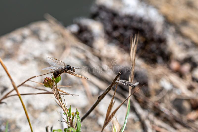 Alates or Flying Termite in Thailand and Southeast Asia. Stock Photo ...
