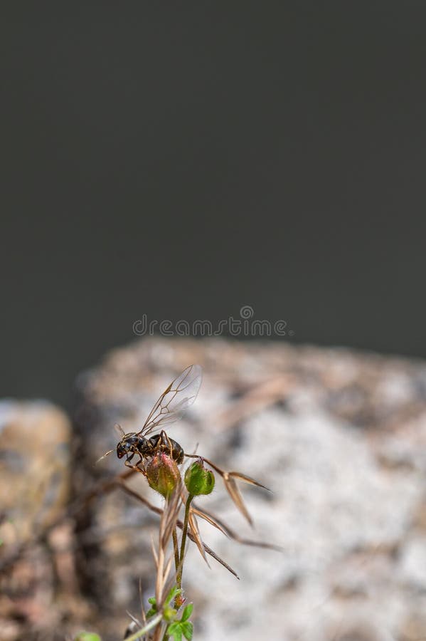 Flying Ants, Also Known As Alates Stock Image - Image of mating, buzz ...