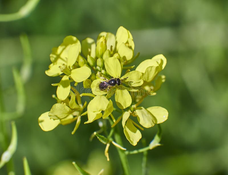Flying Ant on Wild Yellow Flower Stock Photo - Image of insect, flora ...