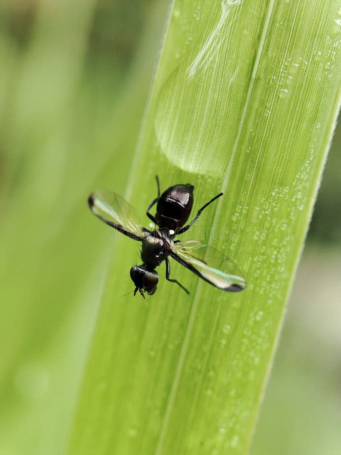 Flying Ants Perched on a Leaf Green Stock Photo - Image of arthropod ...