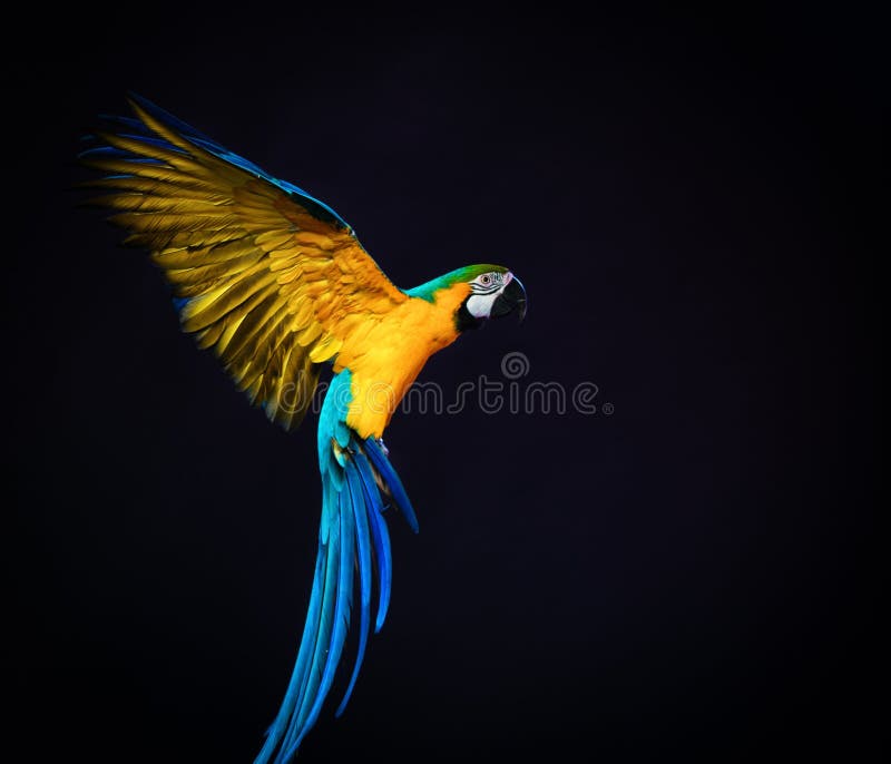 Bright ara parrot flying stock image. Image of colored - 23935437