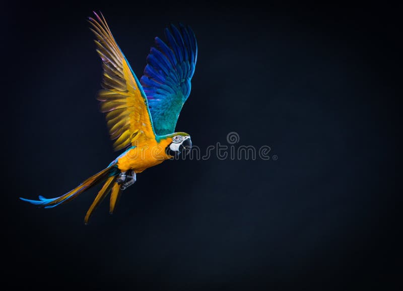 Flying Ara stock photo. Image of shot, bright, feather - 33821196