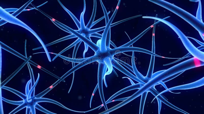 Animation of the Nervous System and Impulses of Brain Neurons Under a ...