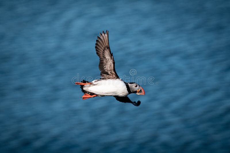 Flying Atlantic Puffin in the Air Stock Image - Image of bird, nature ...