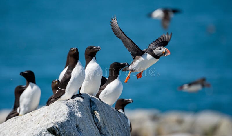 Flying Atlantic Puffin stock photo. Image of flying - 124969432