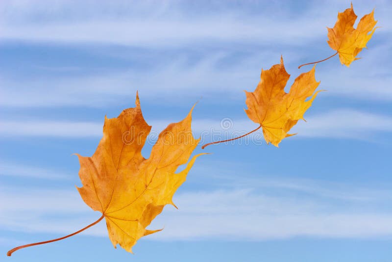 Flying autumn leaves stock image. Image of seasonal, blurred - 10571677