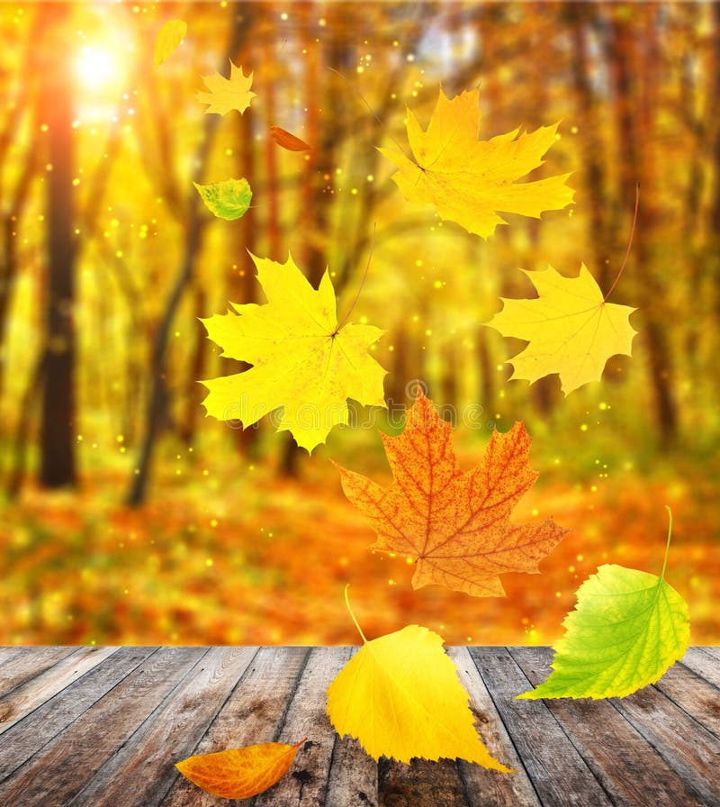 Flying autumn leaves stock photo. Image of fall, birch - 34950286