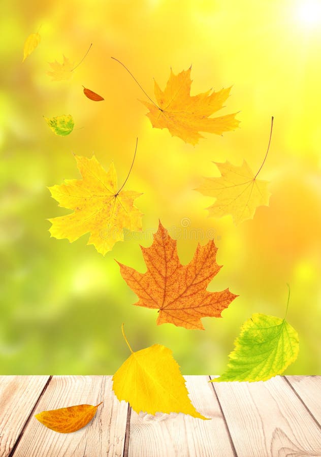 Flying autumn leaves stock photo. Image of color, collection - 34742026