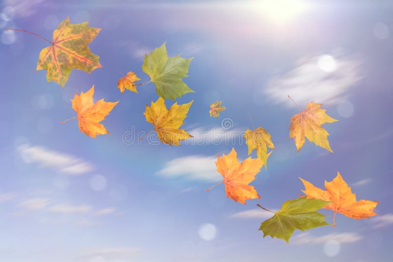 Flying autumn leaves stock photo. Image of environment - 44281840