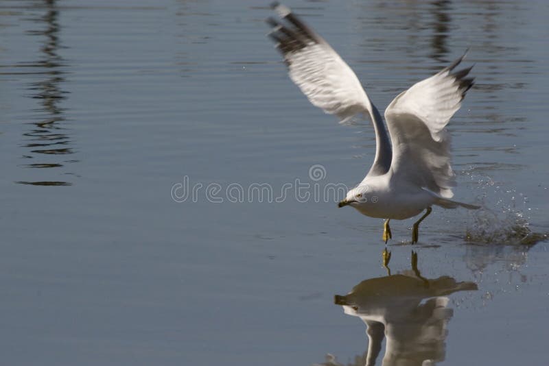 Flying Away Picture. Image: 1099495