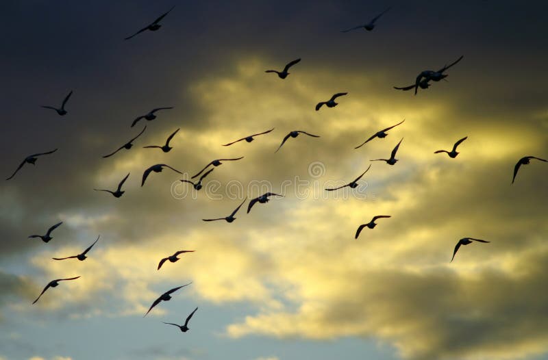 Flying away stock image. Image of flock, animal, airbourne - 36264083